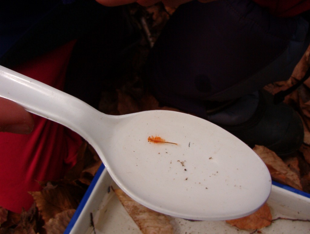 Exploring a Vernal Pool - Wilderness Survival Training School