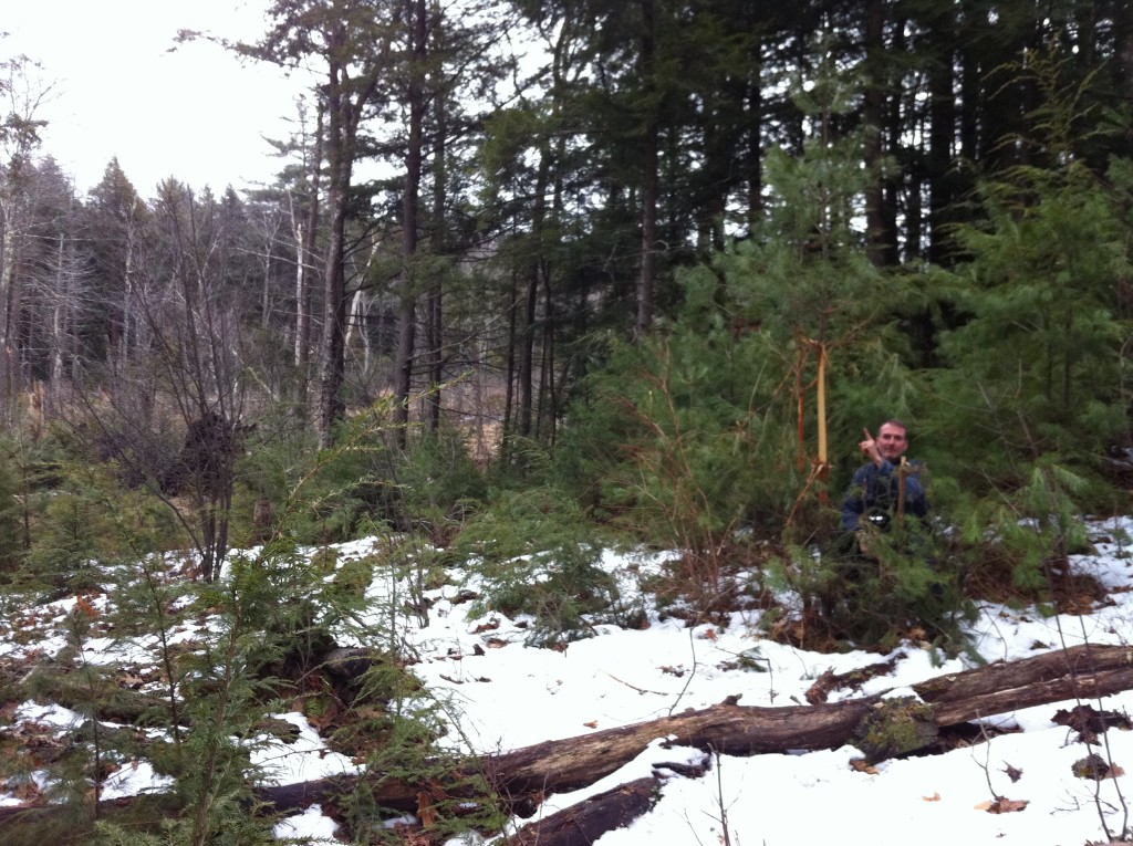 The Mystery of Moose and How to Find Them - Wilderness Survival ...