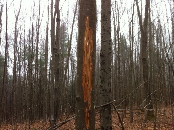 The Mystery of Moose and How to Find Them - Wilderness Survival ...